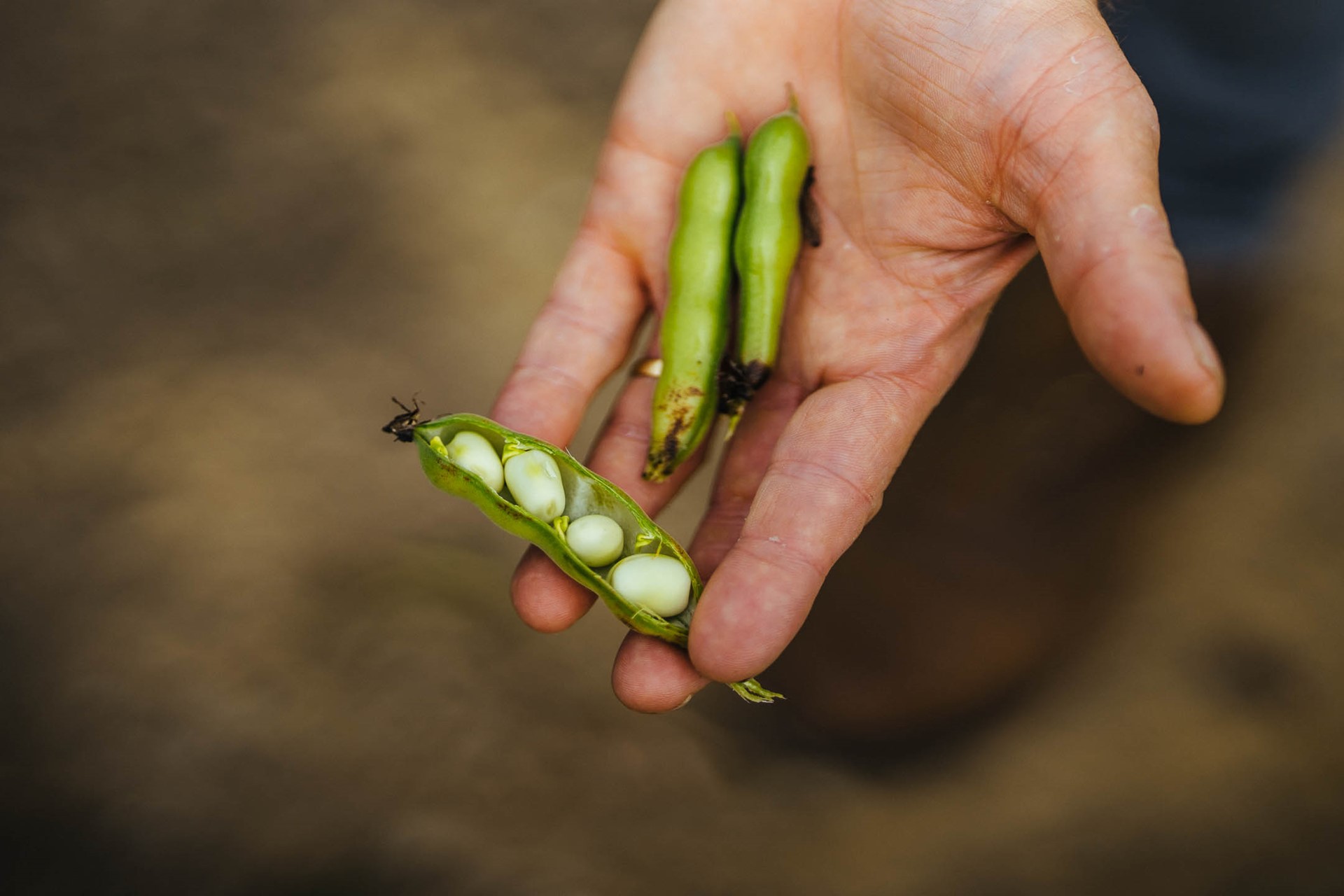 LLTB en ZLTO onderzoeken mogelijkheden veldboon - Stichting ...